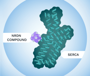 Science – Neurodon
