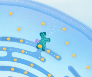 Science – Neurodon